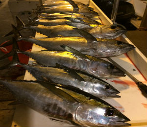 Key West Catch of the Week - 11 Bluefin Tuna!